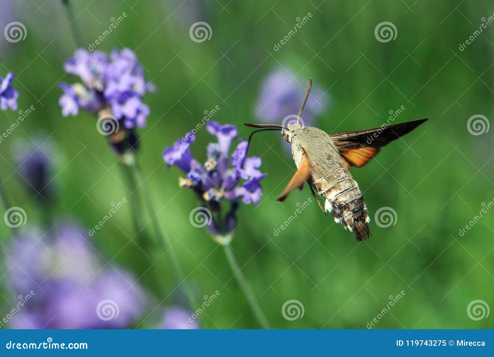 A Hummingbird Hawk-moth in Flight, Sucking Nectar from a Violet ...