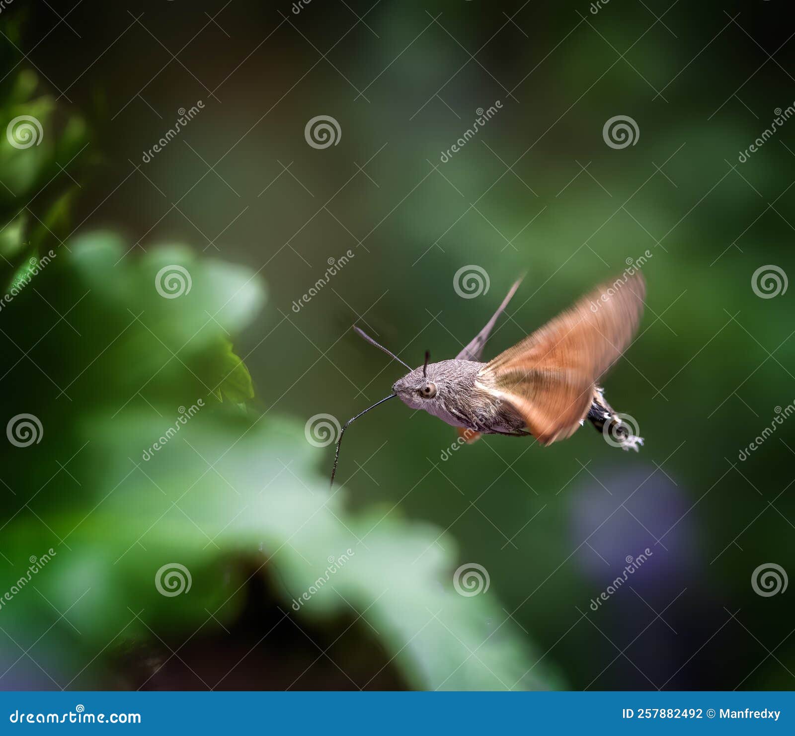 Hummingbird Hawk-moth Flying To a Flower Stock Photo - Image of nectar ...
