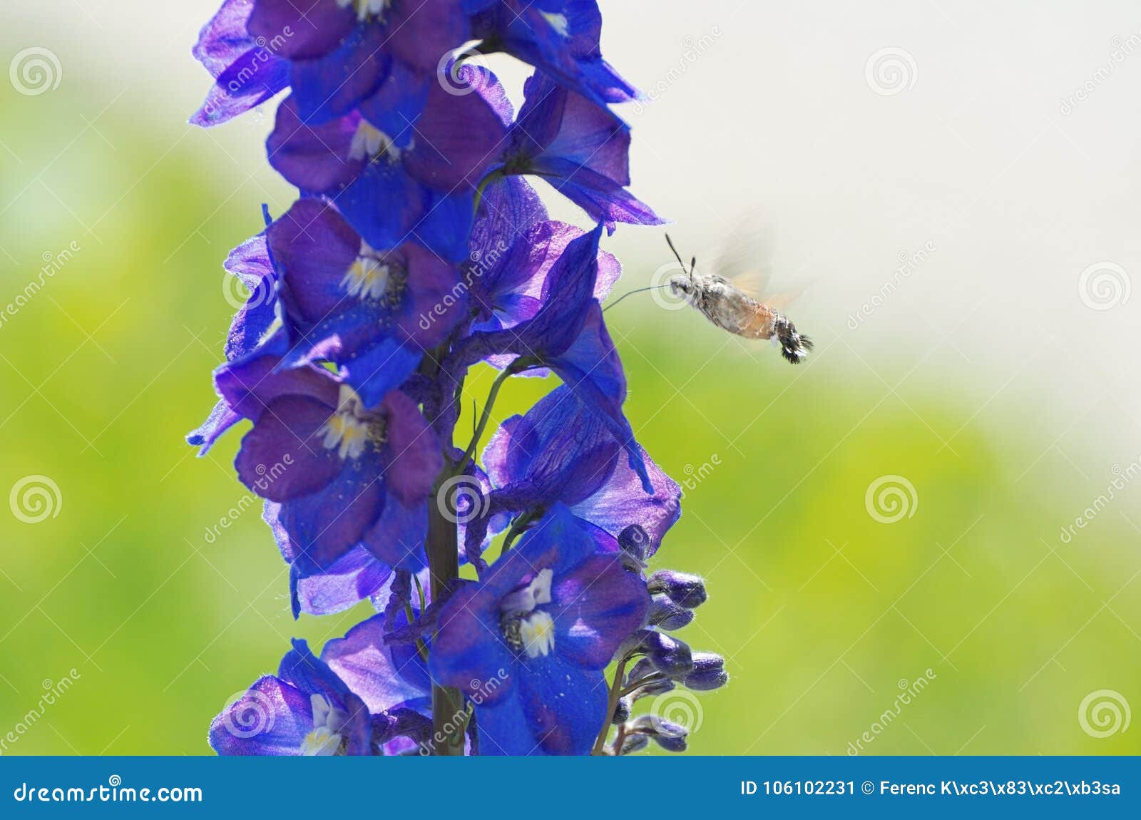 Hummingbird Hawk-moth Hovering Stock Image - Image of nectar, hawk ...