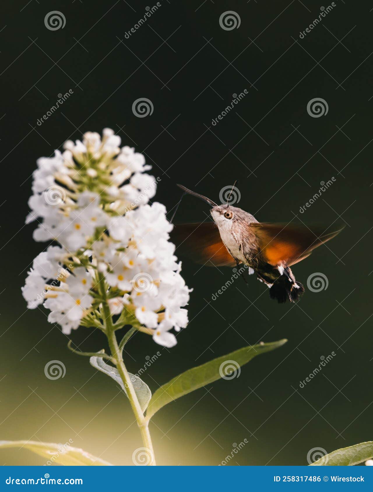 Hummingbird Hawk-moth Hovering Over a White Flower. Stock Photo - Image of beautiful, hovering ...