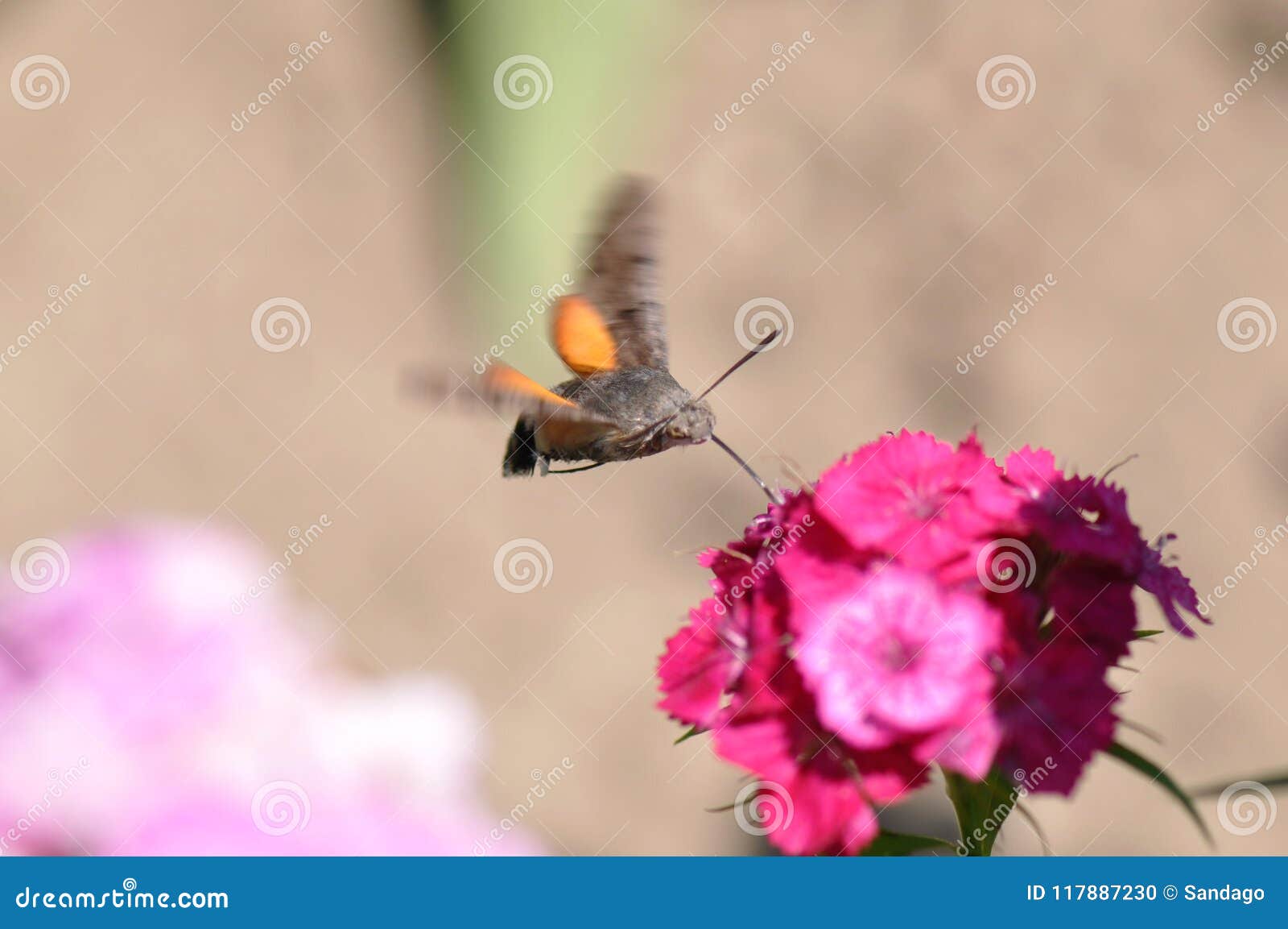 Hummingbird hawk moth stock photo. Image of curl, baby - 117887230
