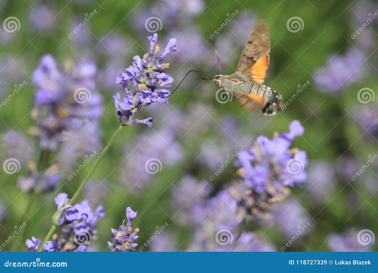 Hummingbird hawk-moth stock image. Image of wildlife - 118727339