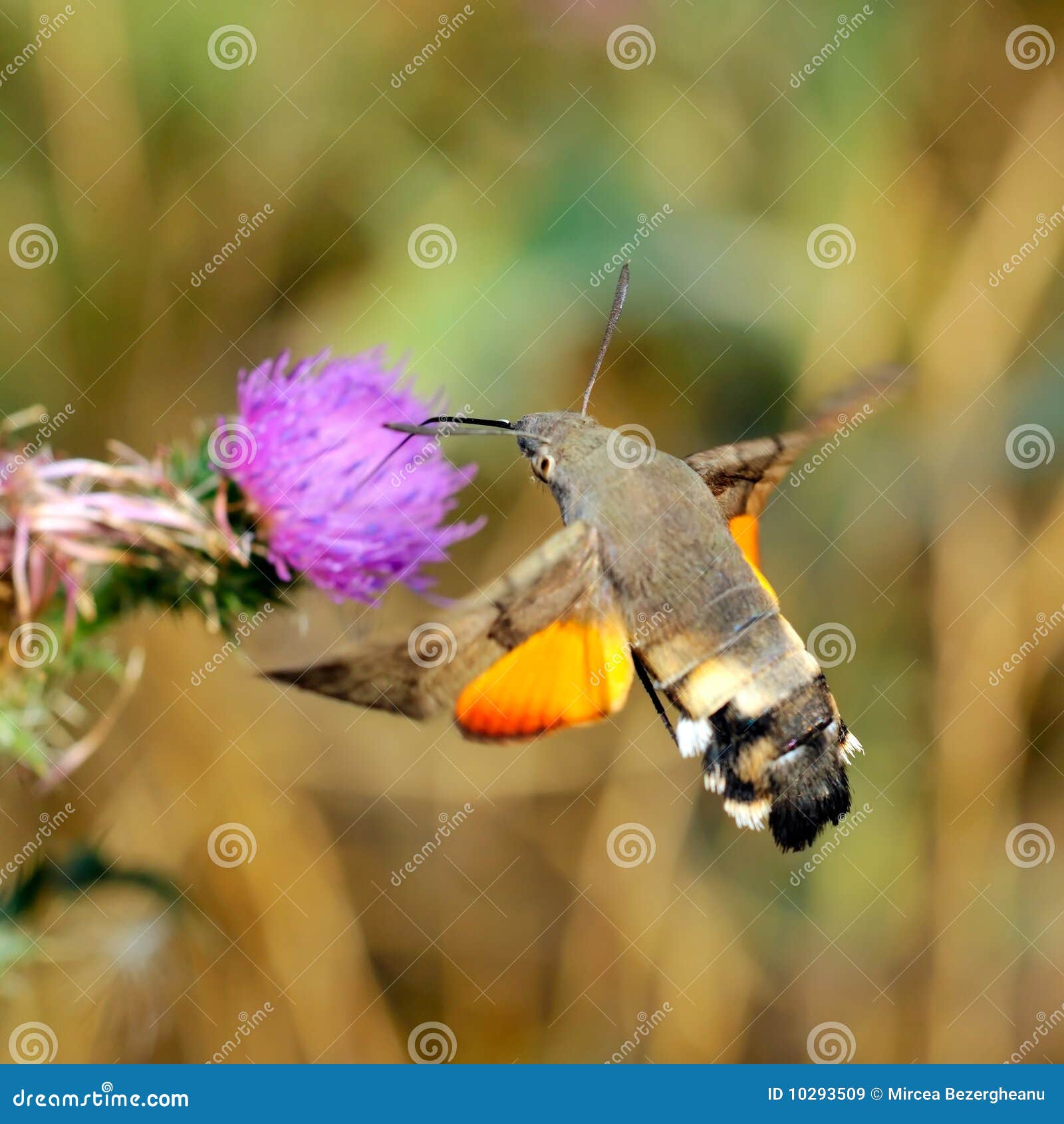 Hummingbird Hawk-moth Flying To A Lantana Flower Stock Photography ...