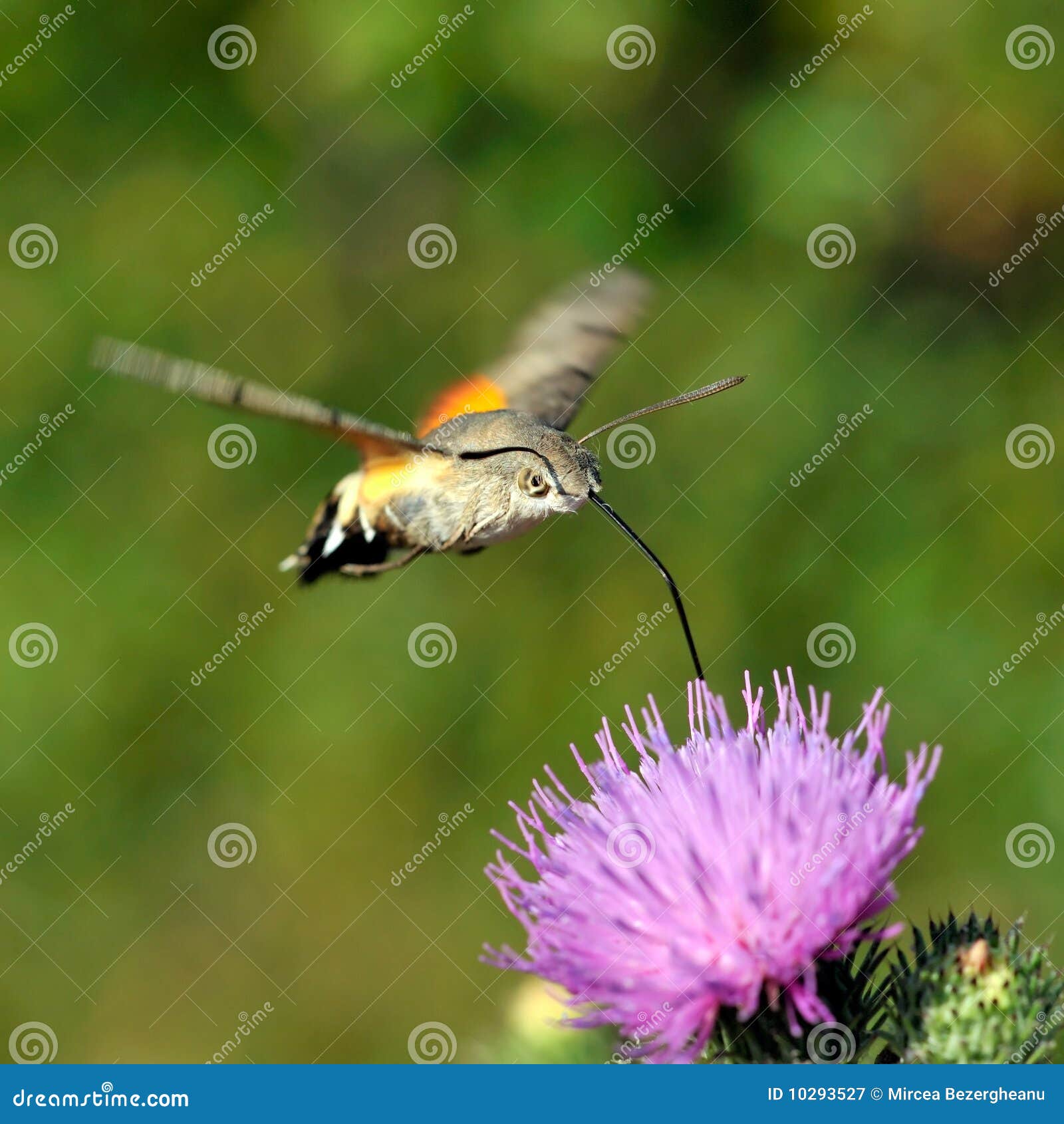Hummingbird Hawk-moth Flying To A Lantana Flower Stock Photography ...