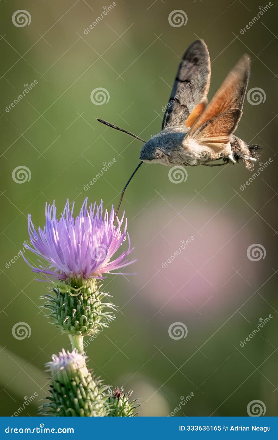 Hummingbird Hawk-moth (Macroglossum Stellatarum) Stock Image - Image of ...