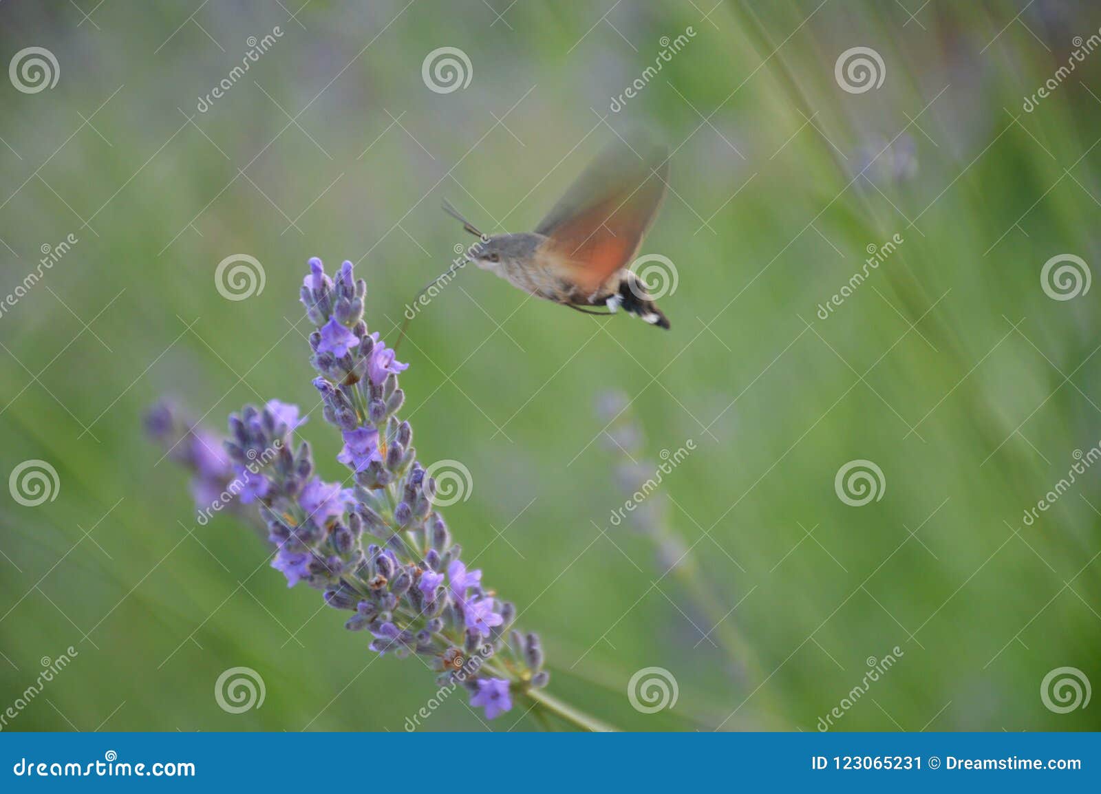 Hummingbird Hawk Moth Pollination Lavander Stock Image - Image of ...