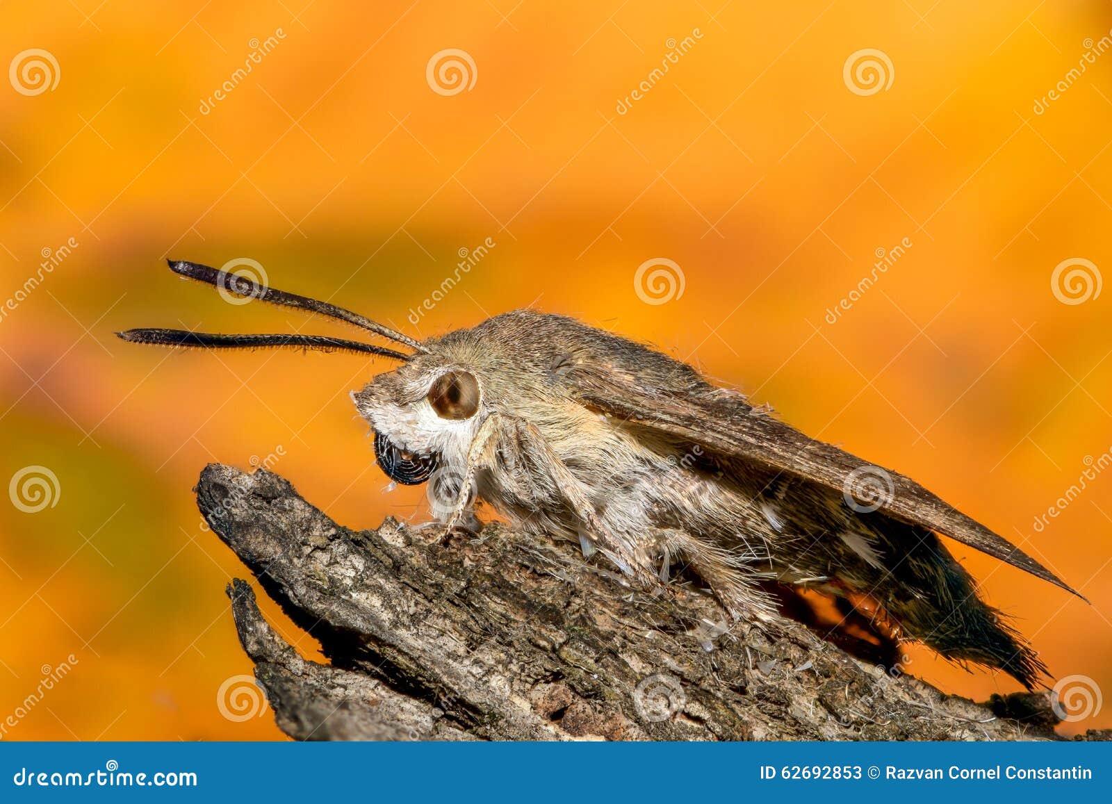 Hummingbird hawk-moth stock image. Image of flower, nectar - 62692853