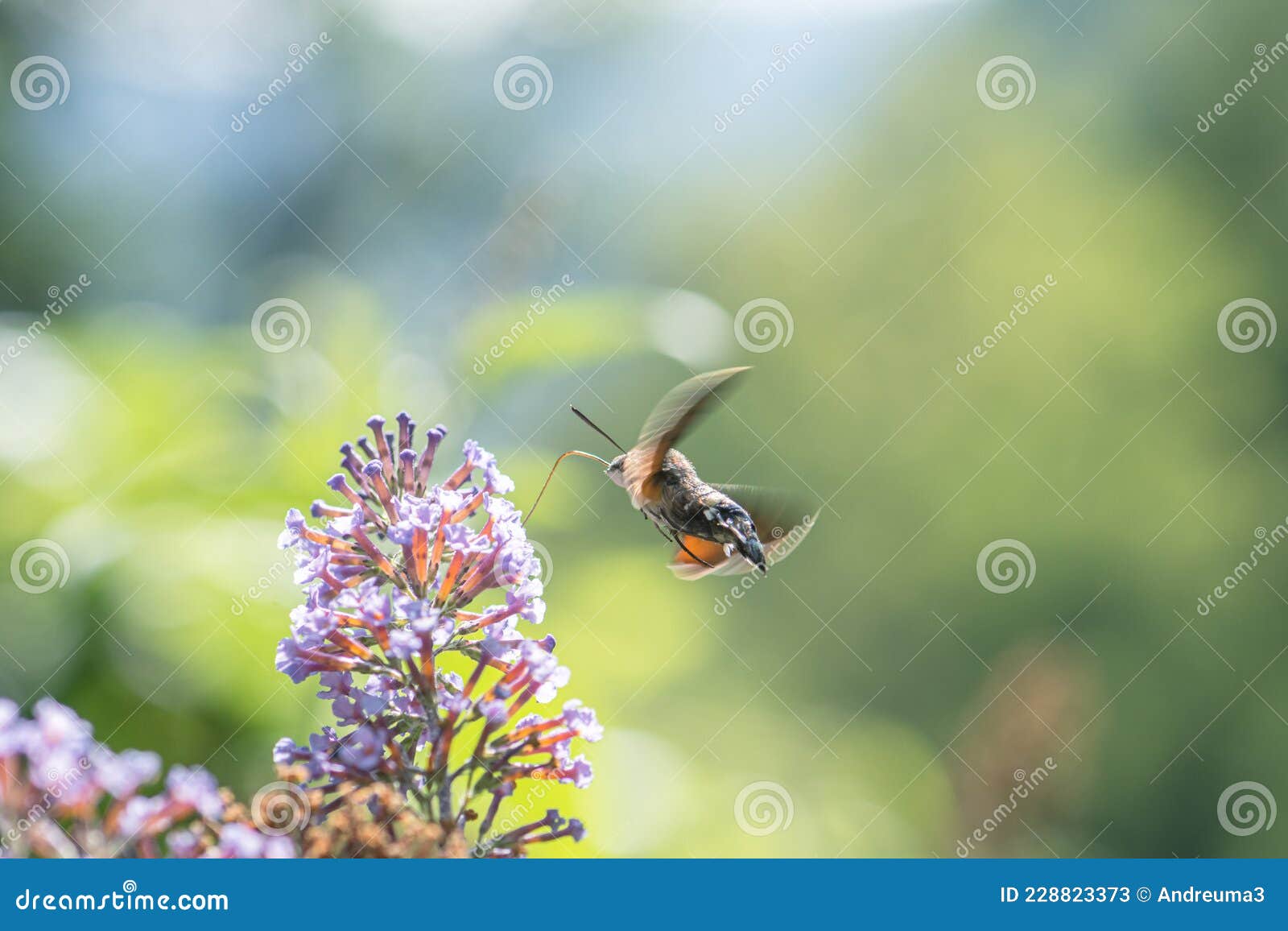 Aerial Ballet of Hummingbird Hawk Moths Hovering and Probing Nectar ...