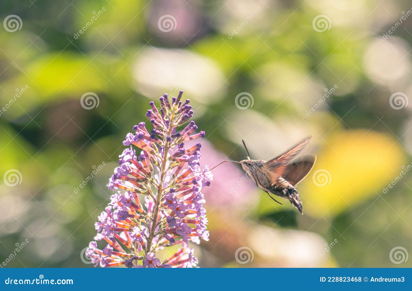 Hummingbird Hawk Moths Hovering and Probing Nectar Stock Photo - Image of flower, nature: 228823468