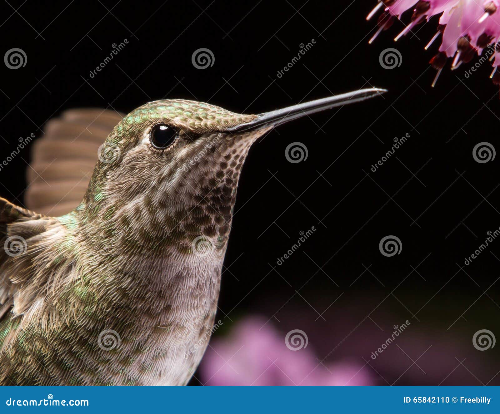 Hummingbird head close up stock photo. Image of close - 65842110