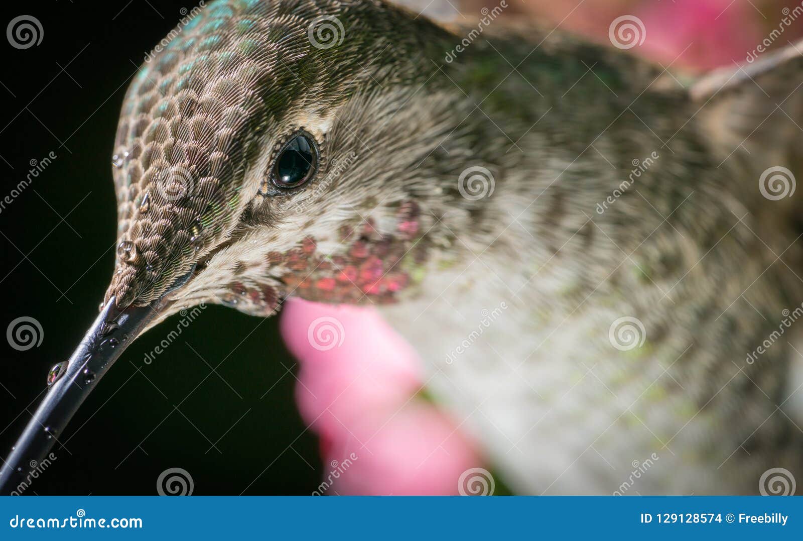 Hummingbird head shot stock photo. Image of nature, macro - 129128574