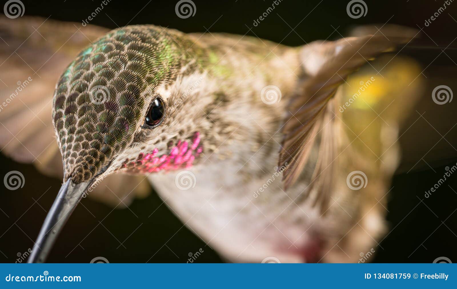 Hummingbird head shot stock image. Image of wildlife - 134081759