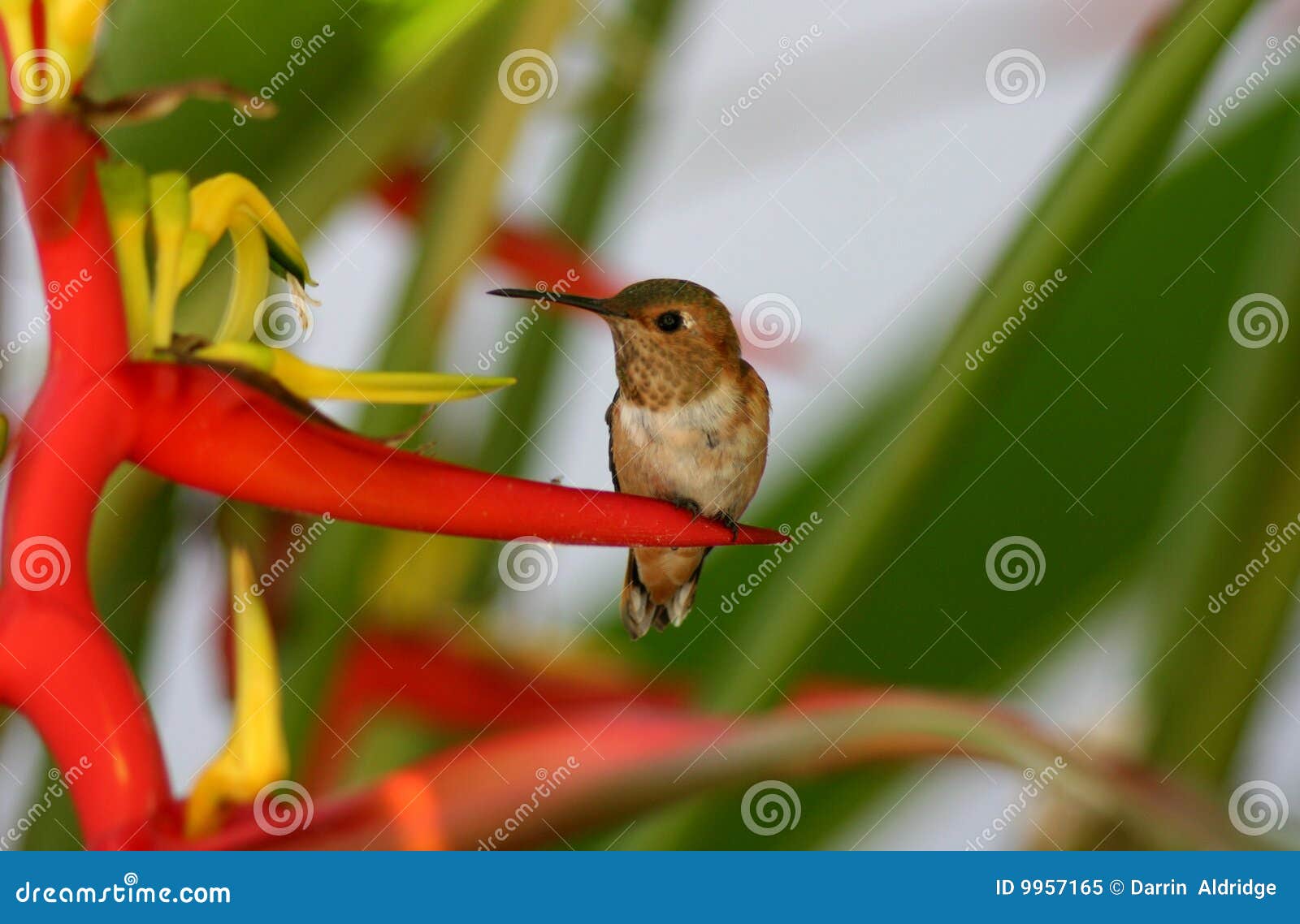 Hummingbird on Heliconia stock image. Image of outside - 9957165