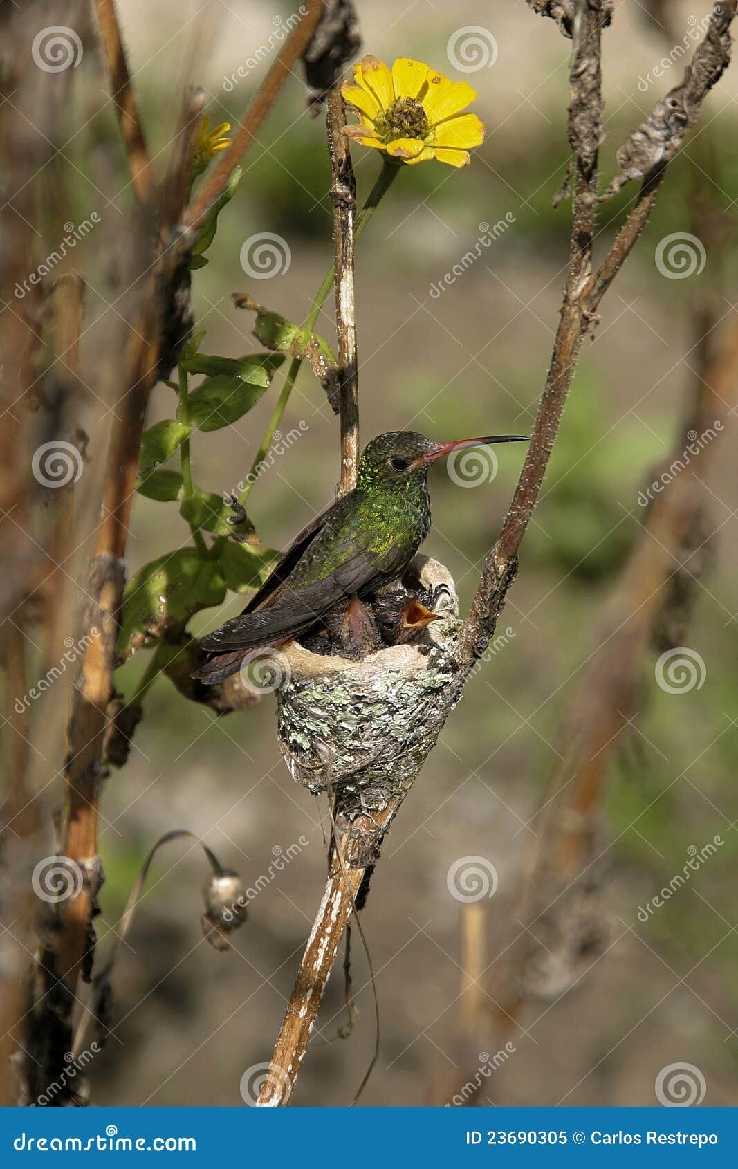 Hummingbird with her young stock image. Image of family - 23690305