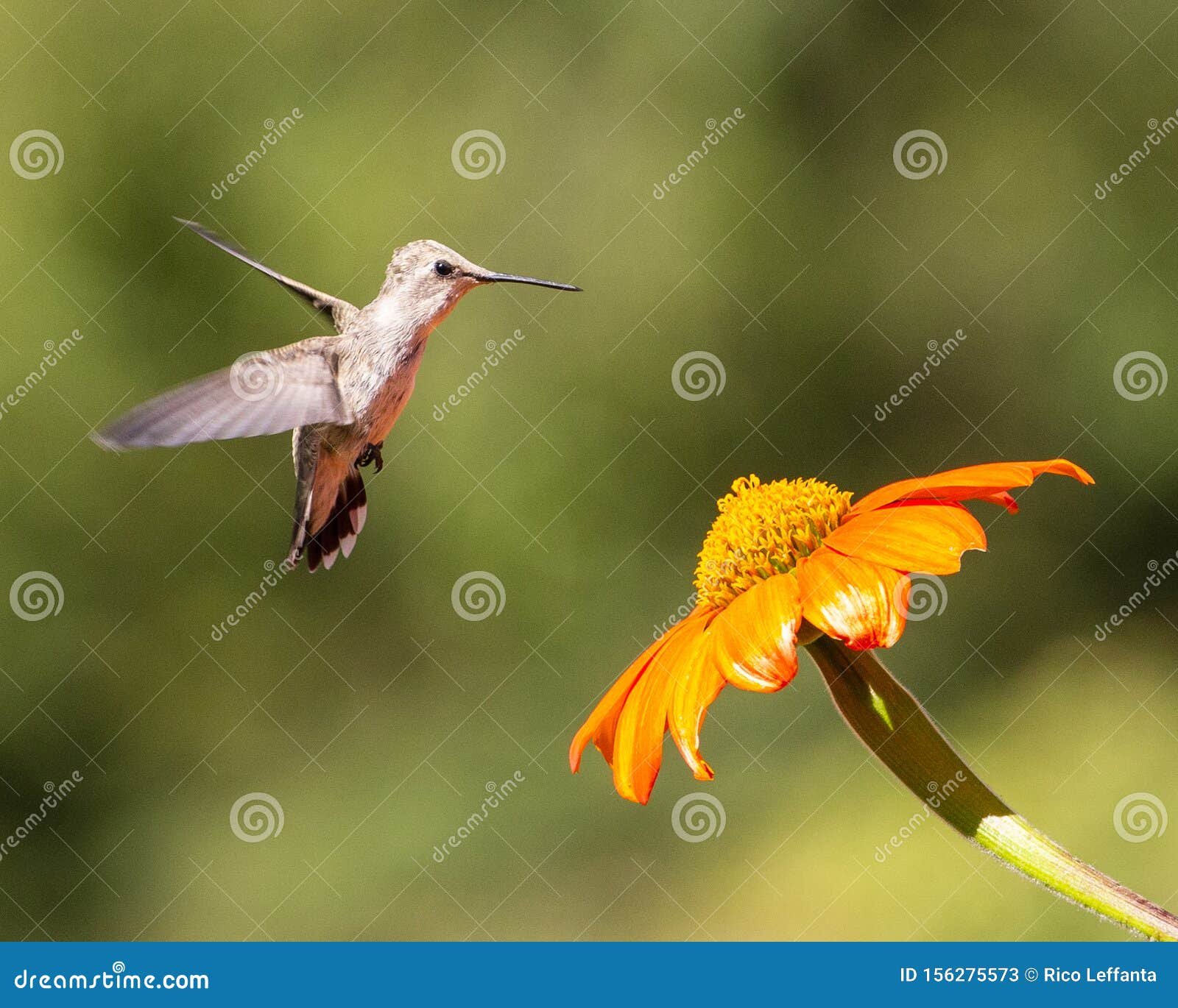 Hummingbird Hover stock image. Image of nectar, aloft - 156275573