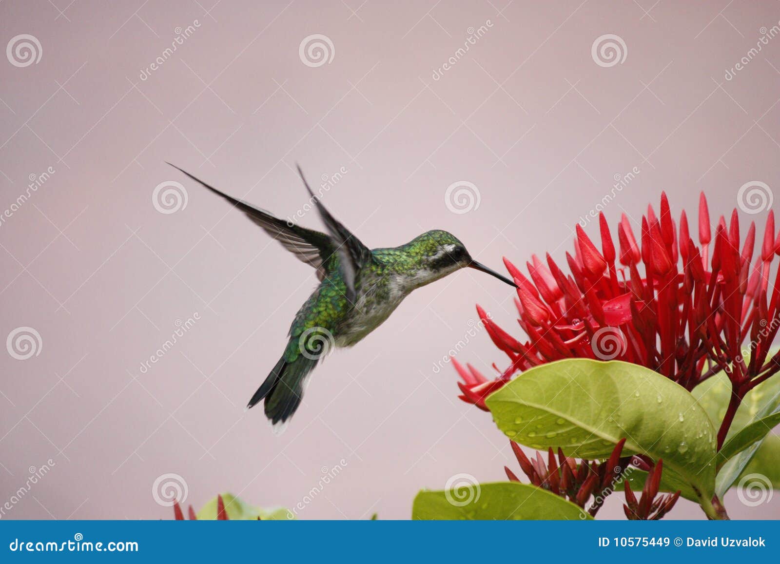Hummingbird Hovering stock image. Image of green, flying - 10575449