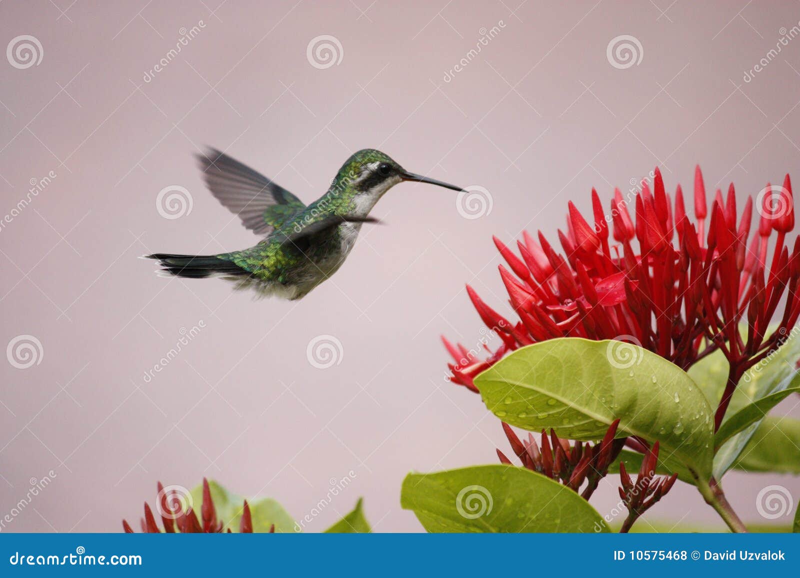 Hummingbird Hovering stock photo. Image of flap, water - 10575468