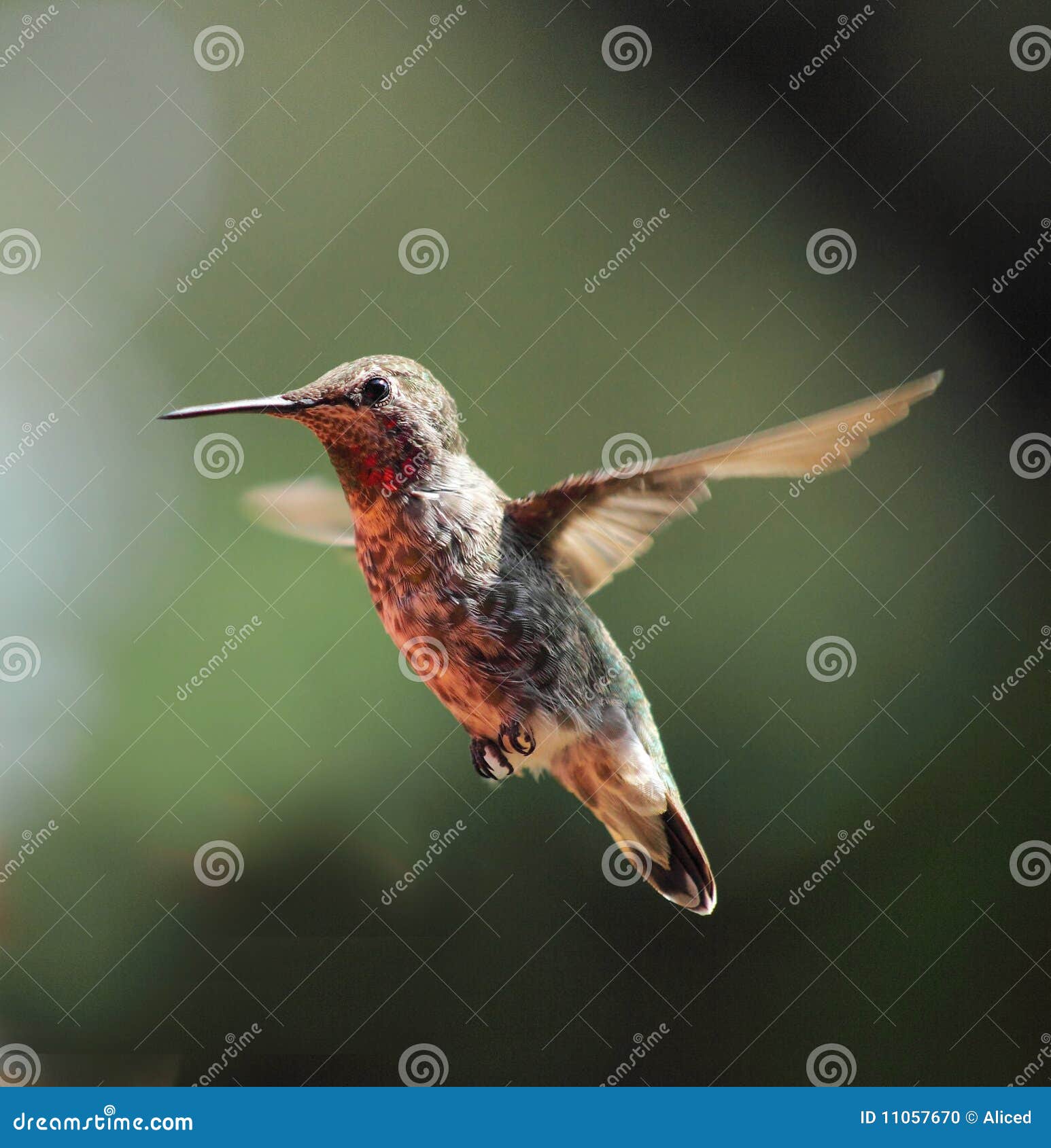 Hummingbird hovering stock photo. Image of wildlife, bird - 11057670