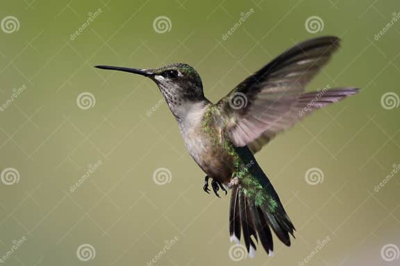 Hummingbird hovering. stock photo. Image of little, migration - 6167704