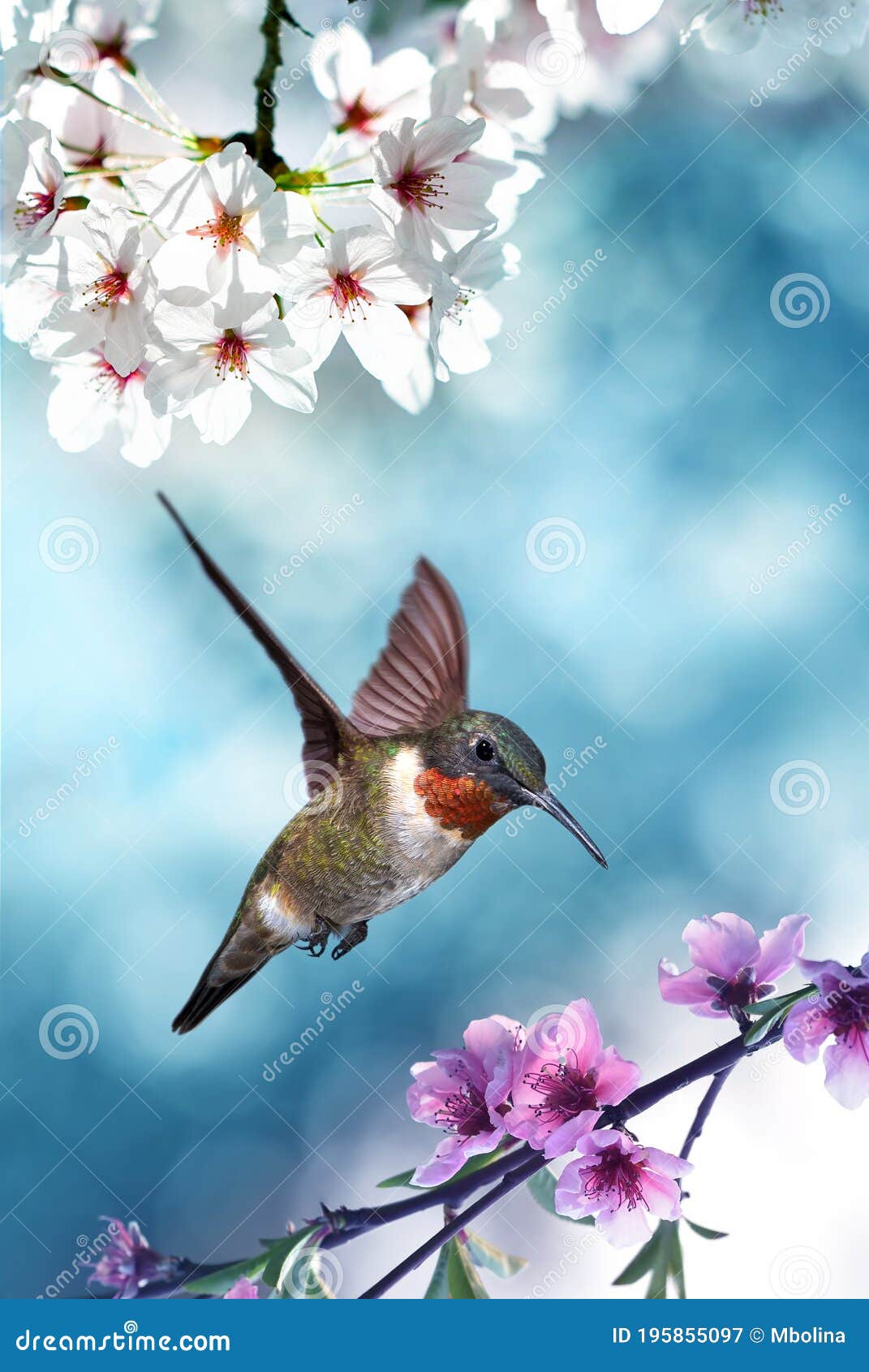Hummingbird Hovering on Bright Spring Background Stock Image - Image of ...
