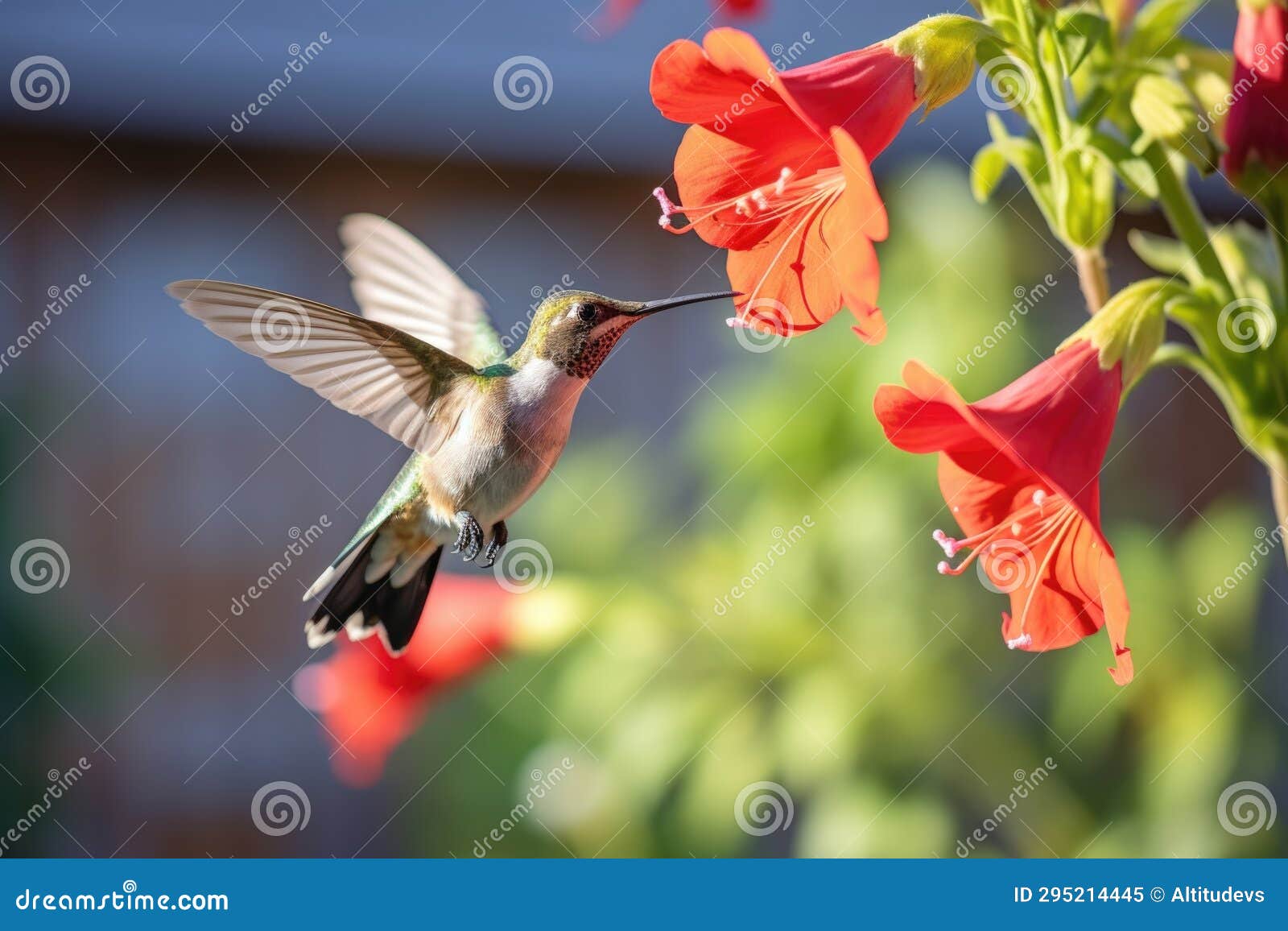Hummingbird Hovering Mid-air, Singing into Blossoming Flower Stock ...