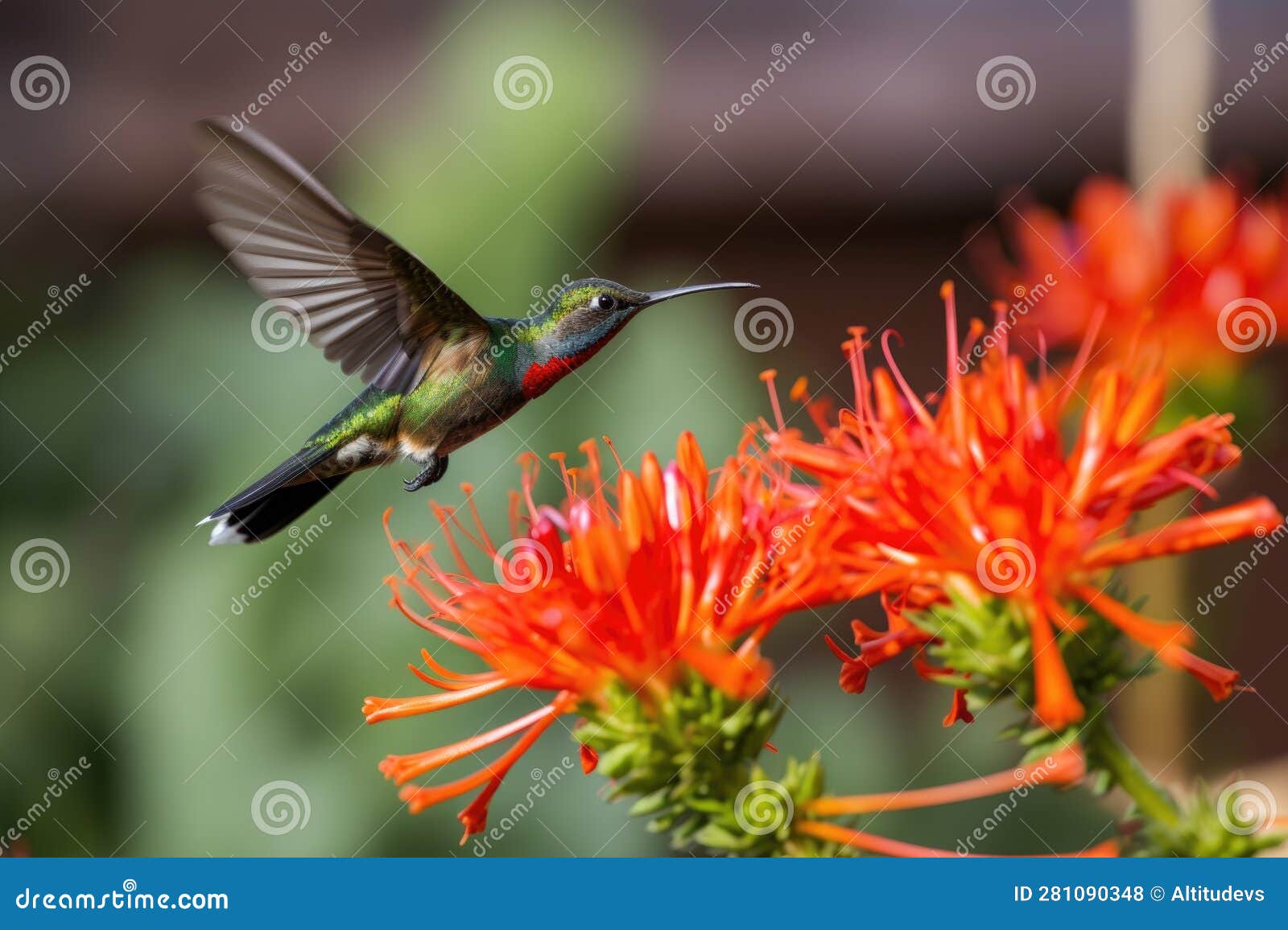 Hummingbird Hovering Over Flower To Feed Stock Illustration ...