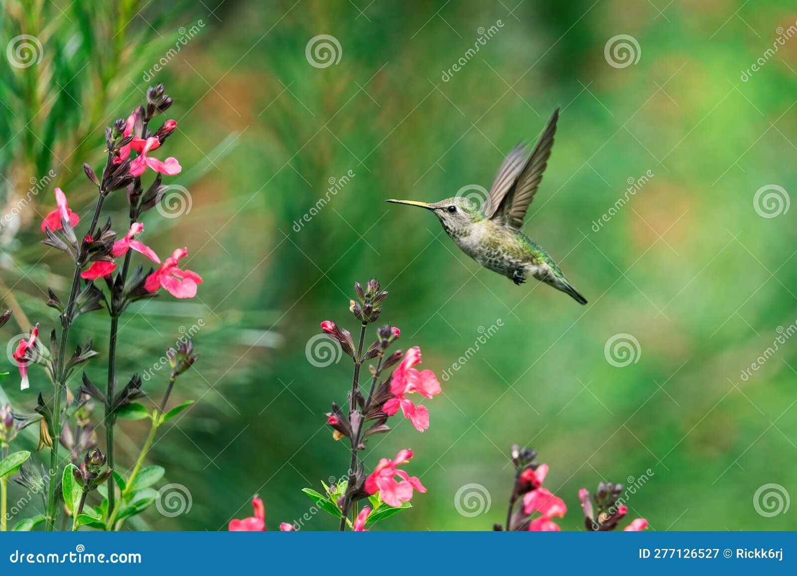 Sagee Blossoms Stock Photos - Free & Royalty-Free Stock Photos from ...