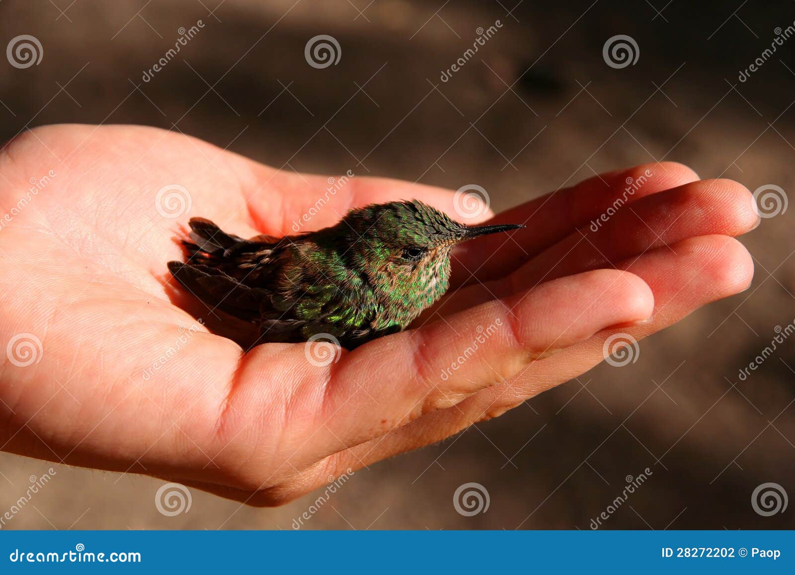 Hummingbird in human hand stock photo. Image of palm - 28272202