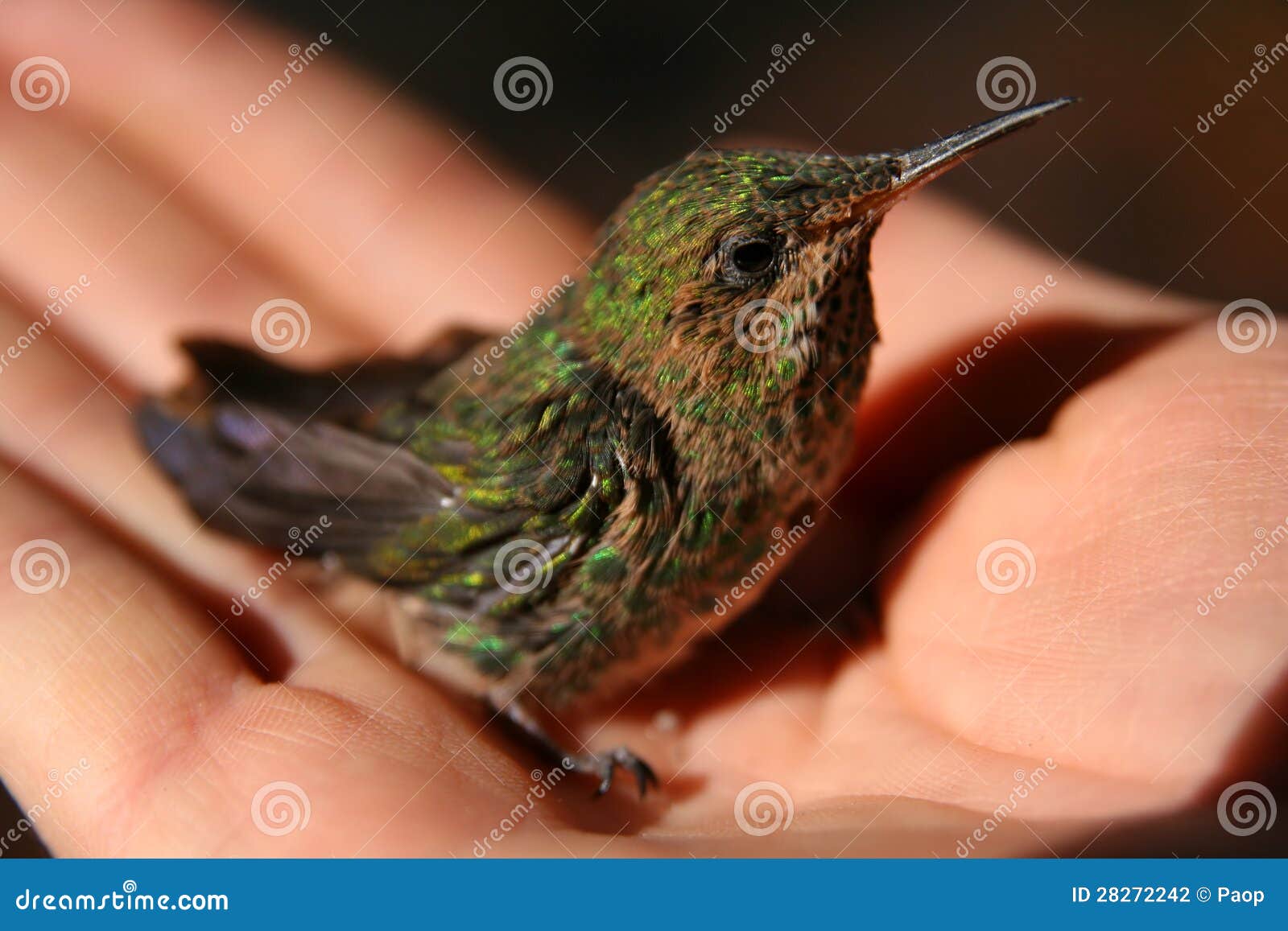 Hummingbird in human hand stock photo. Image of feathers - 28272242