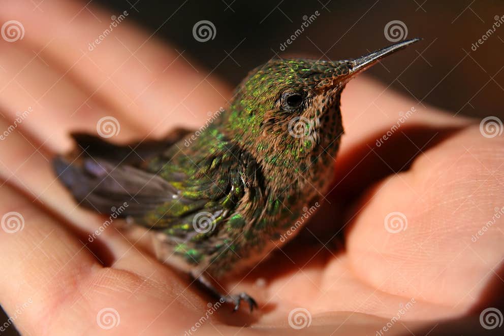Hummingbird in human hand stock photo. Image of feathers - 28272242