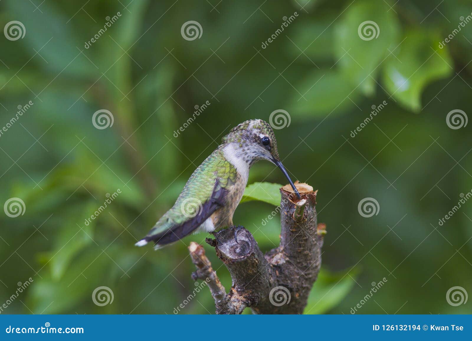 Hummingbird stock photo. Image of wing, colorful, avian - 126132194