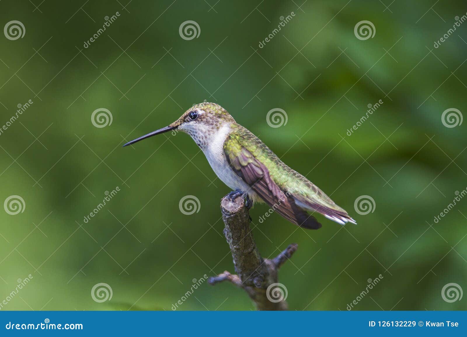 Hummingbird stock image. Image of bird, wild, wing, flower - 126132229