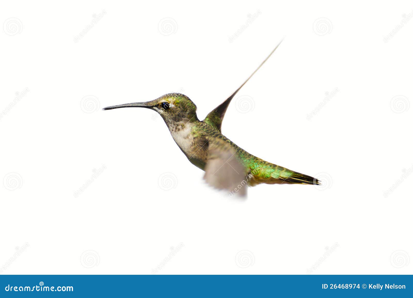 Hummingbird, isolated. stock photo. Image of ruby, feathers - 26468974