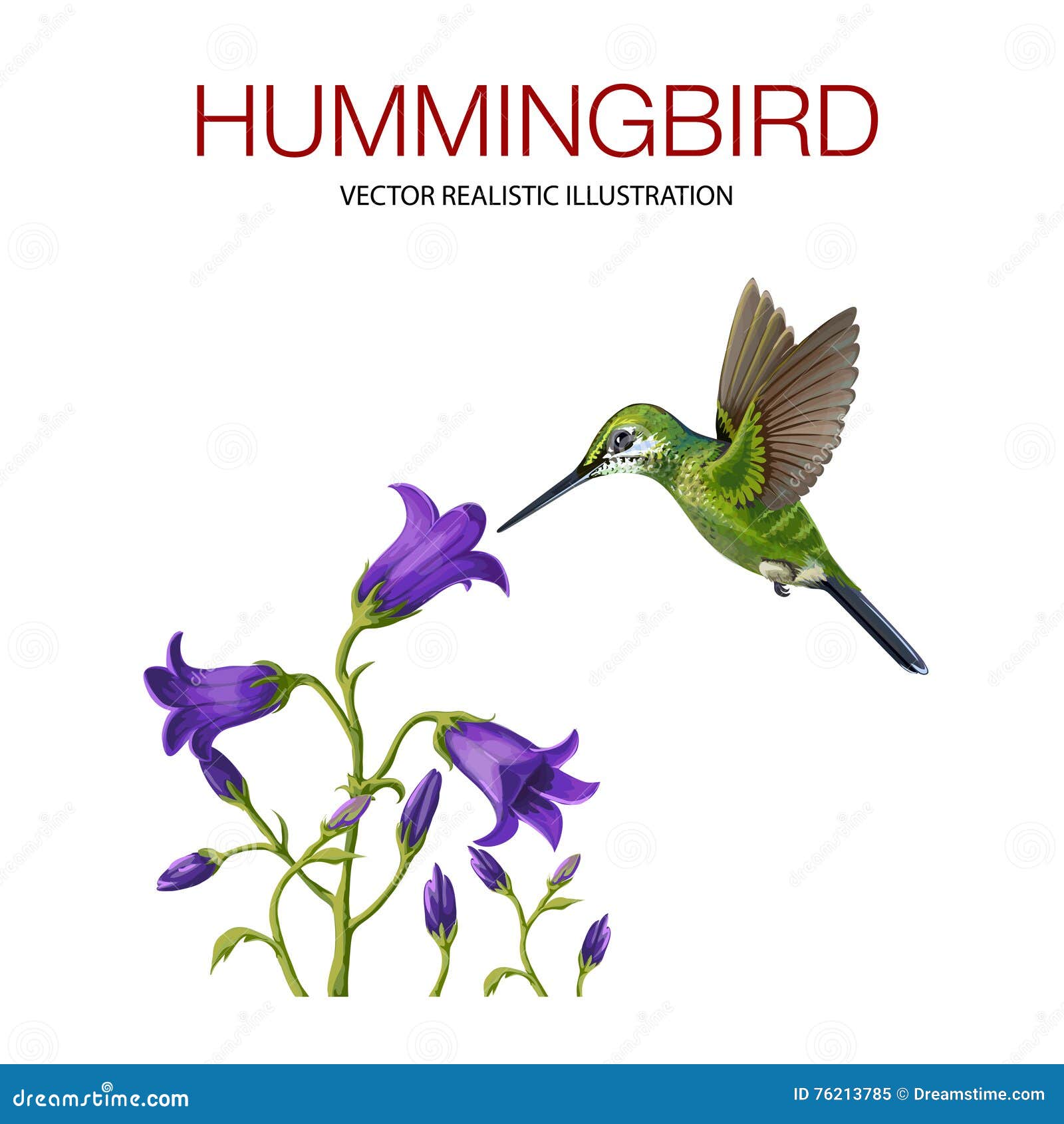 Hummingbird stock illustration. Illustration of beautiful - 76213785