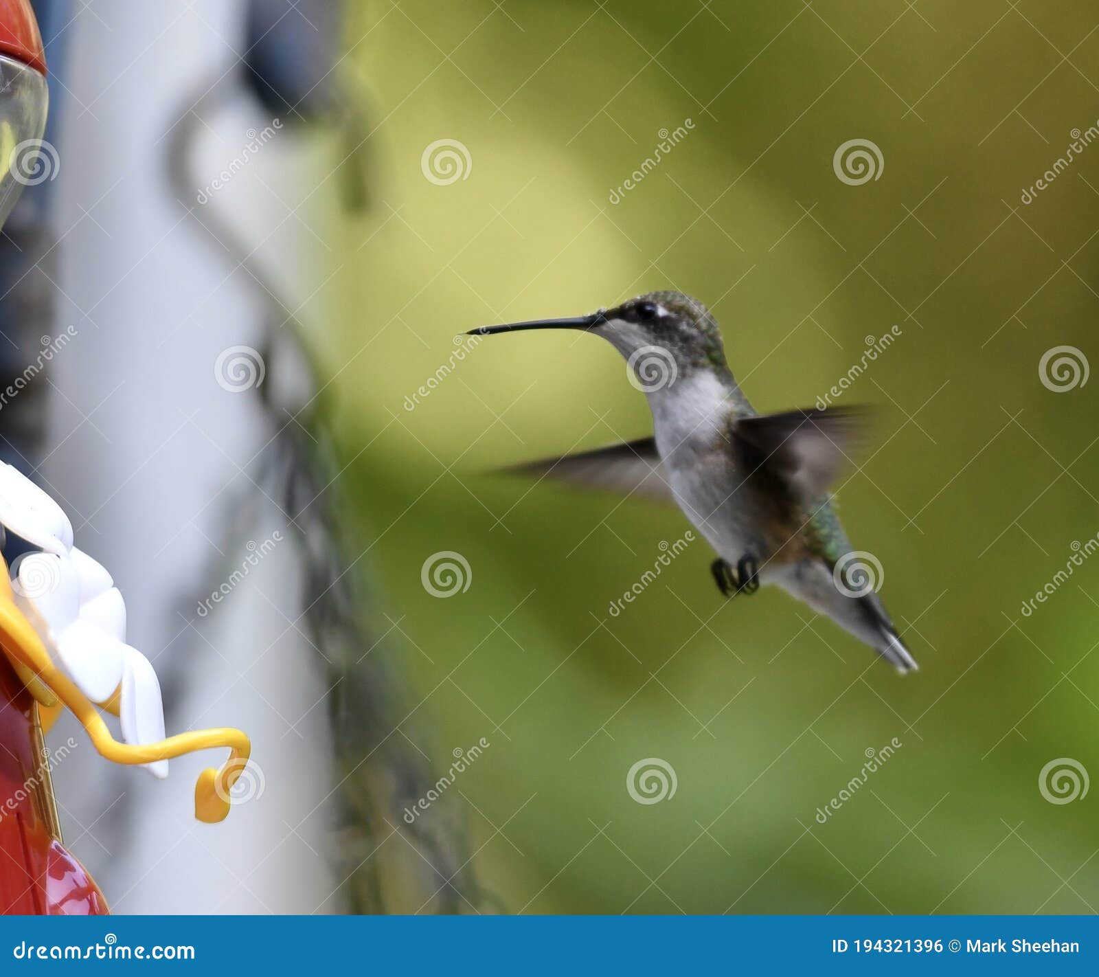 Hummingbird landing stock photo. Image of nature, ruby - 194321396