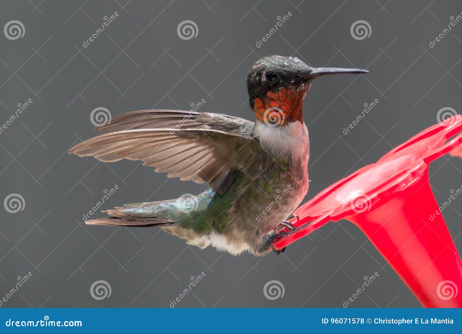 Hummingbird Lands for Lunch Stock Photo - Image of perch, wings: 96071578