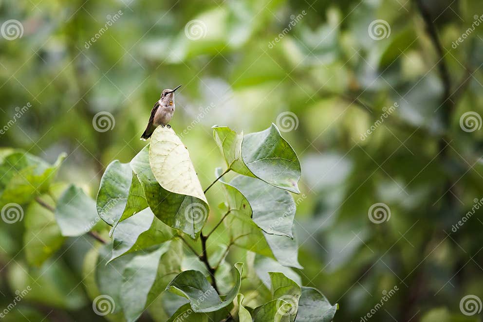 Hummingbird on a leaf stock photo. Image of backyard - 43676184