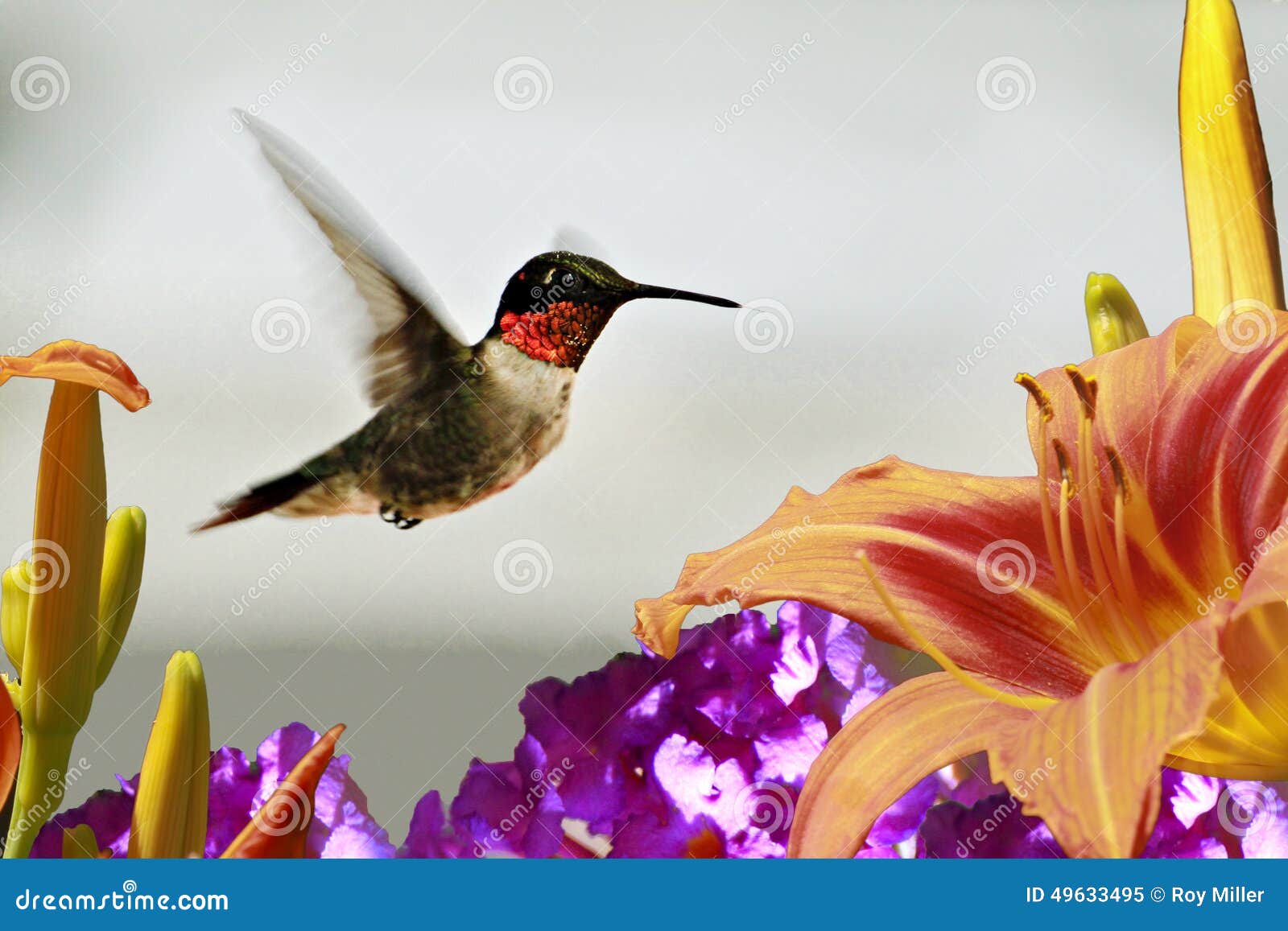 Hummingbird and Lily stock image. Image of approaching - 49633495