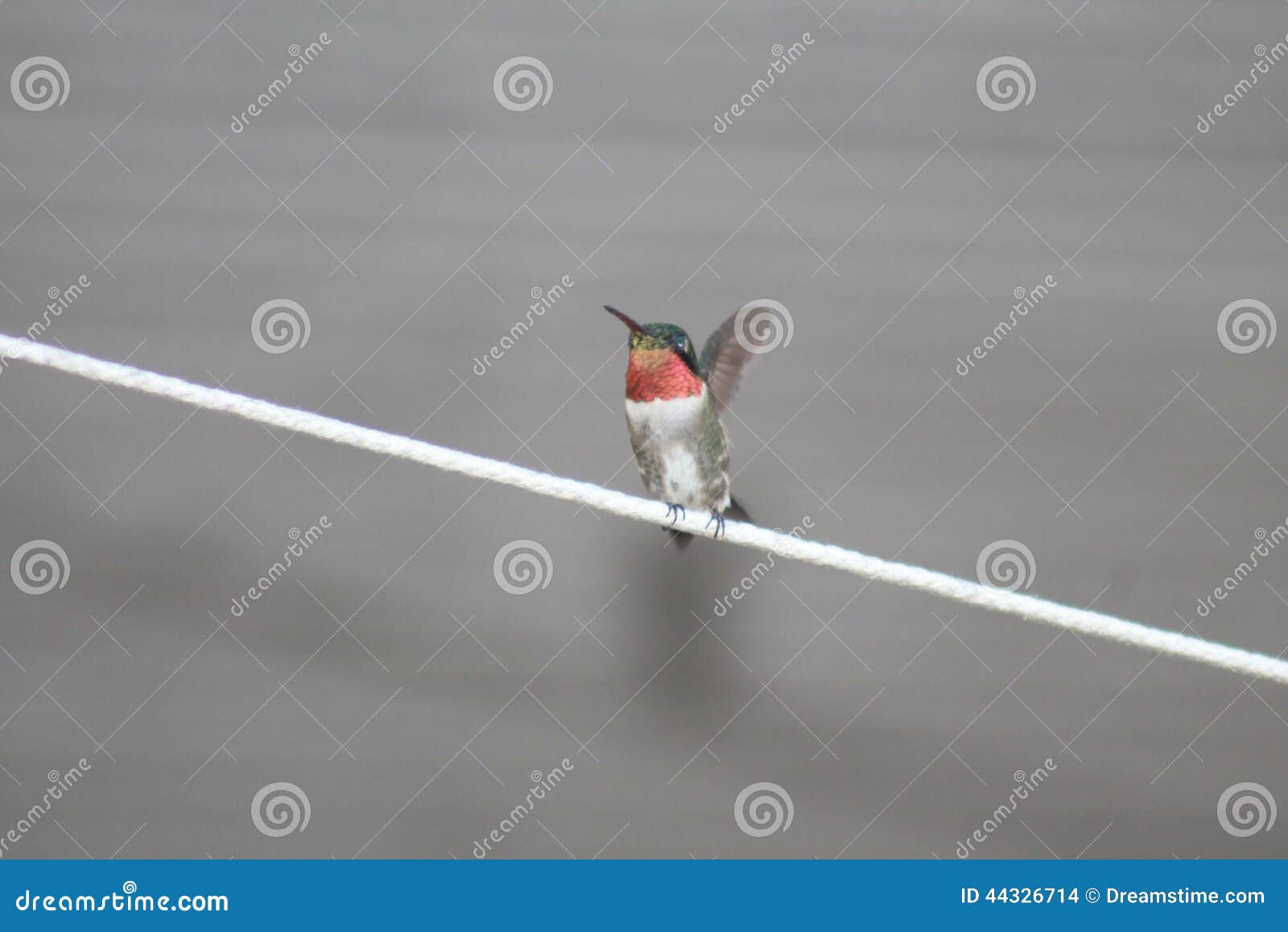 Hummingbird stock photo. Image of green, white, line - 44326714