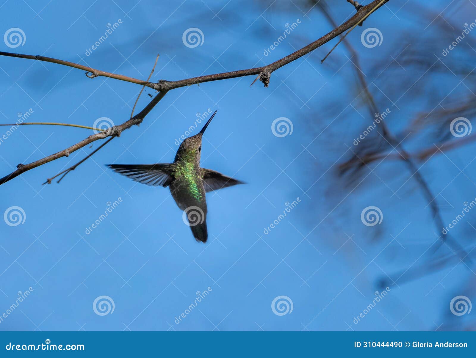 Hummingbird Looking for Nector and Finding None Stock Photo - Image of ...