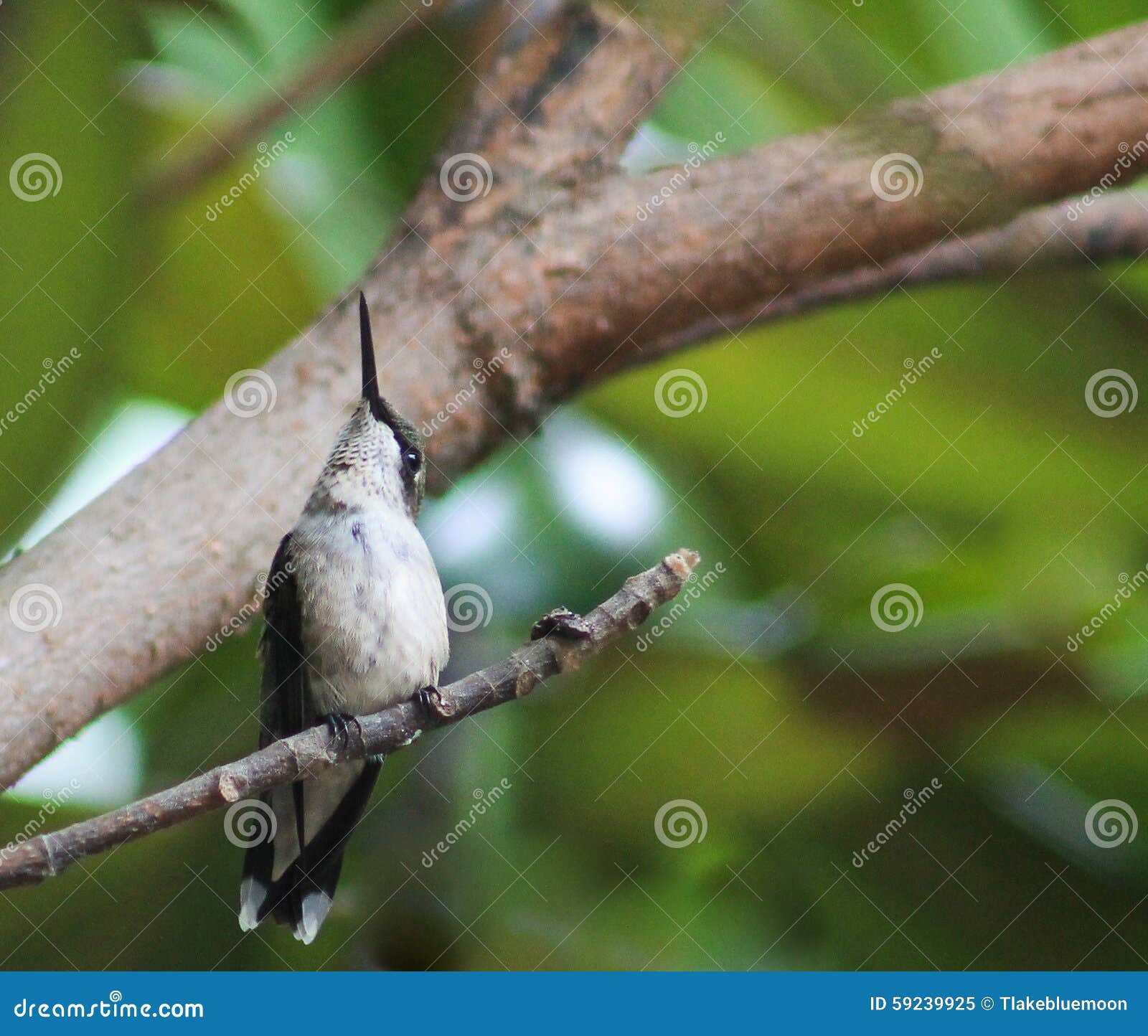 Hummingbird-Looking Up stock image. Image of gardens - 59239925