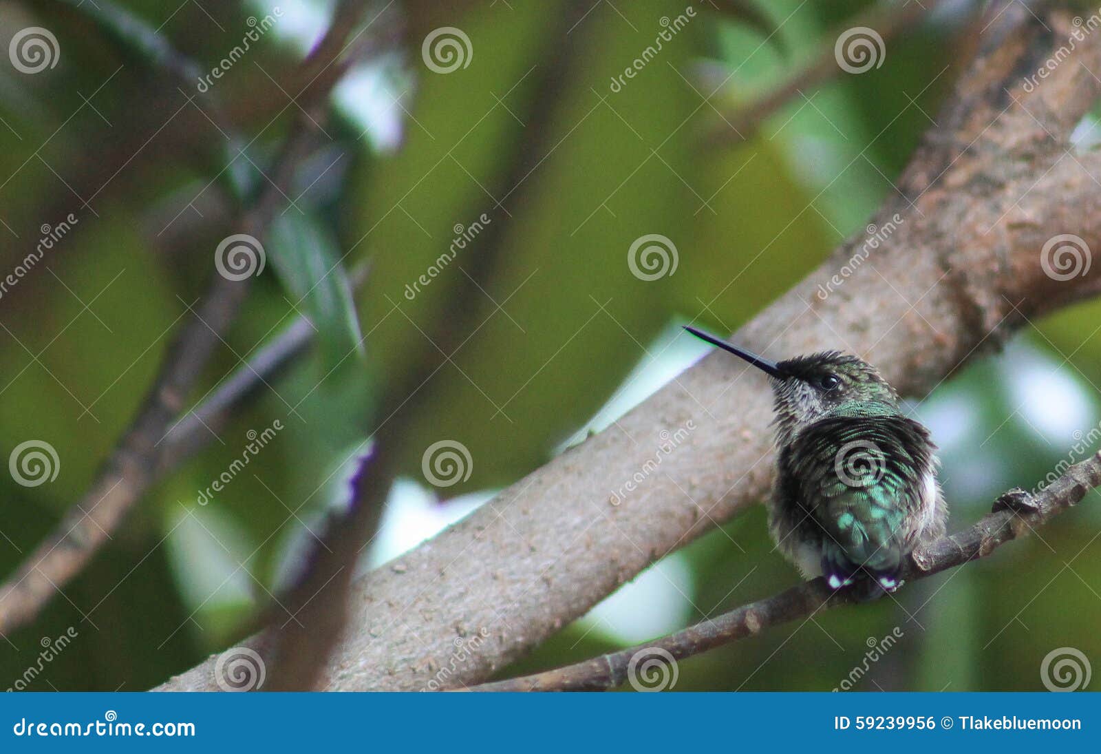 Hummingbird looks left stock photo. Image of iridescent - 59239956