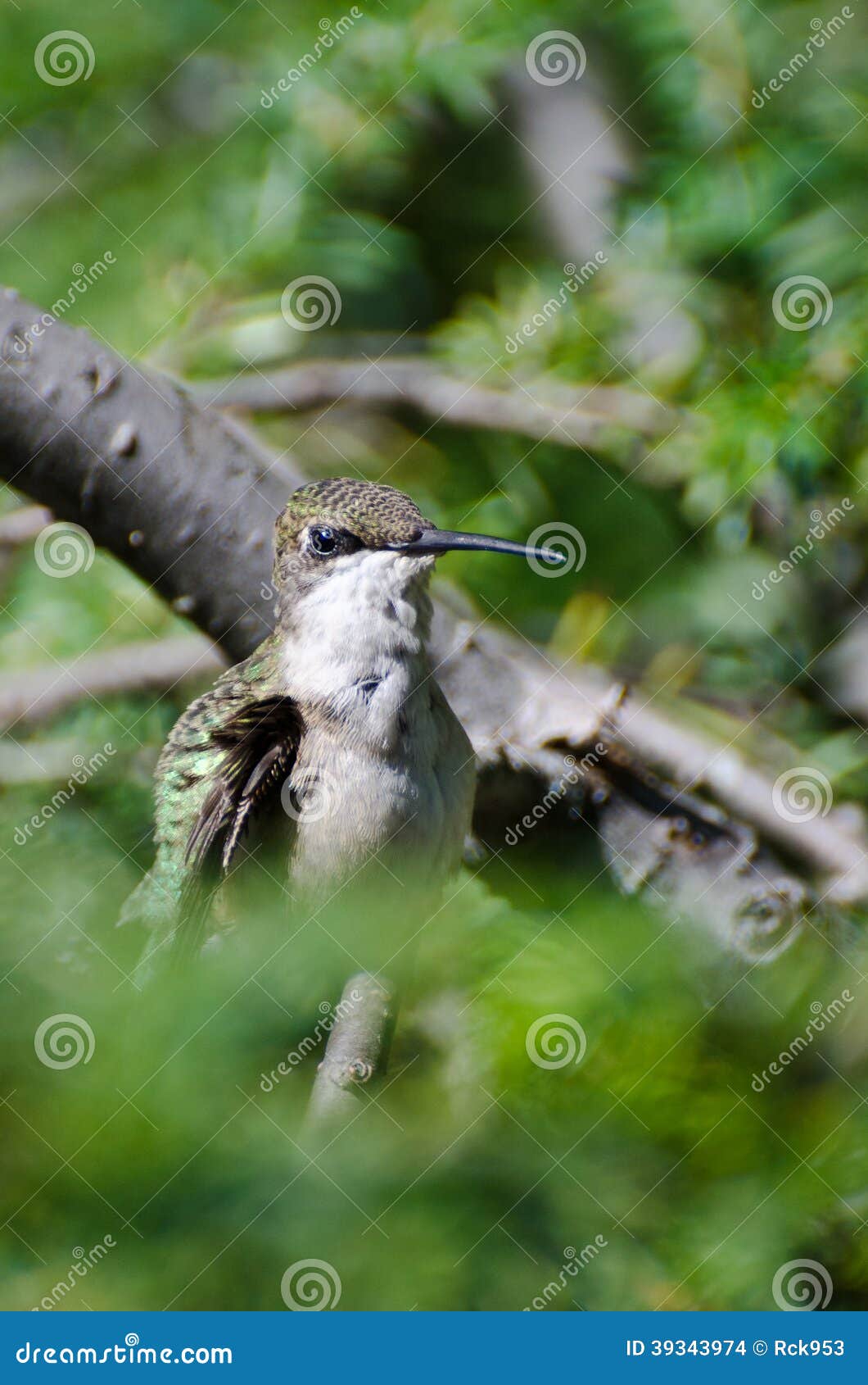 Hummingbird Making Eye Contact Stock Photo - Image of sitting, branch ...