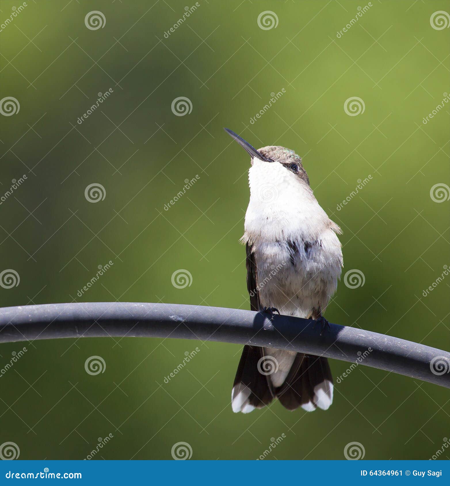 Hummingbird stock image. Image of metal, hummingbird - 64364961