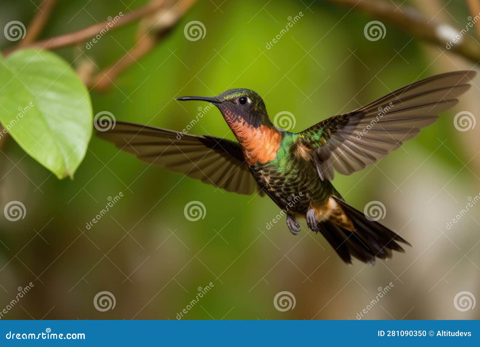 Hummingbird in Mid-flight, Its Wings Beating Rapidly Stock Photo ...