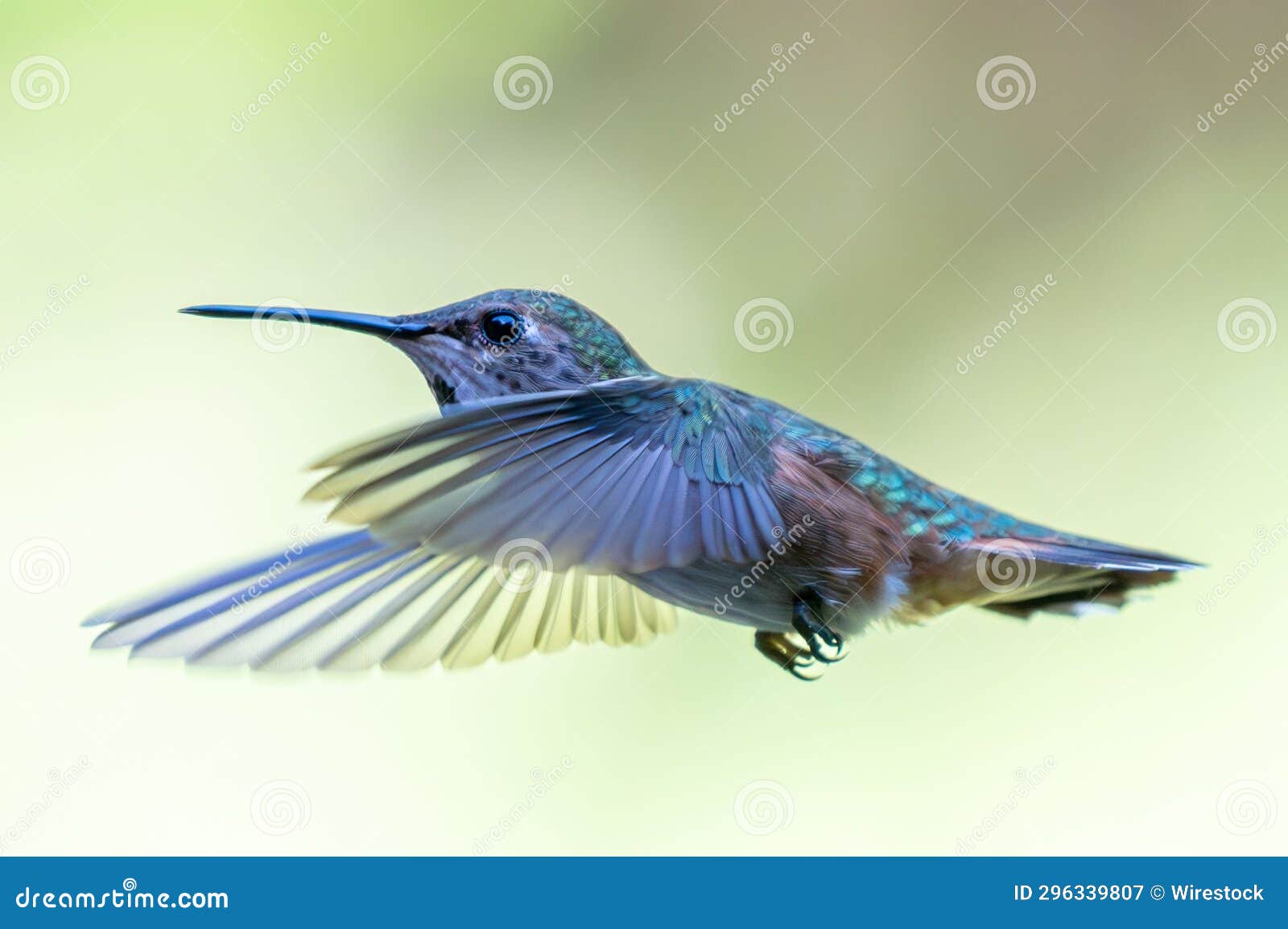 Hummingbird in Mid-flight Showcasing Its Vibrant Colors. Stock Image ...