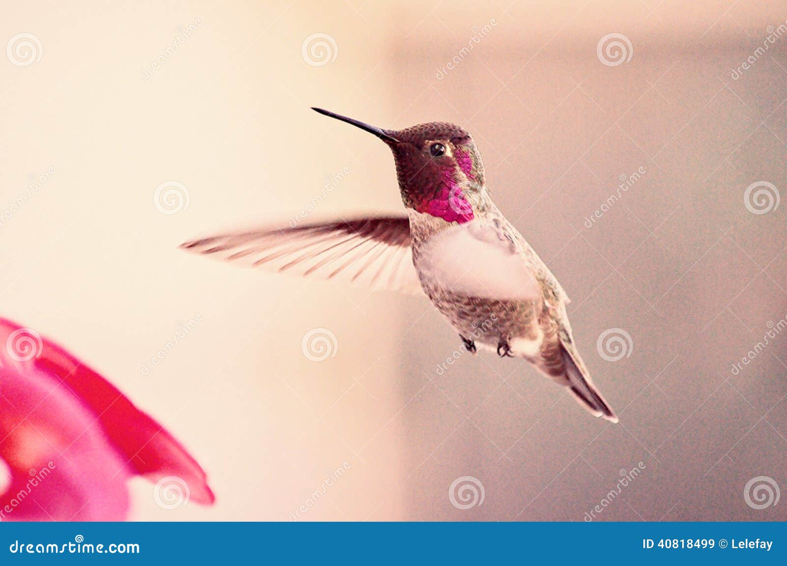 Hummingbird Morning stock image. Image of peaceful, positive - 40818499