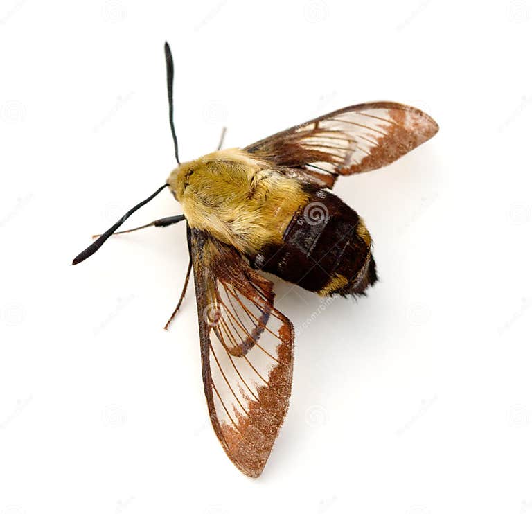 Hummingbird Moth stock photo. Image of mimic, wild, wings - 20356130