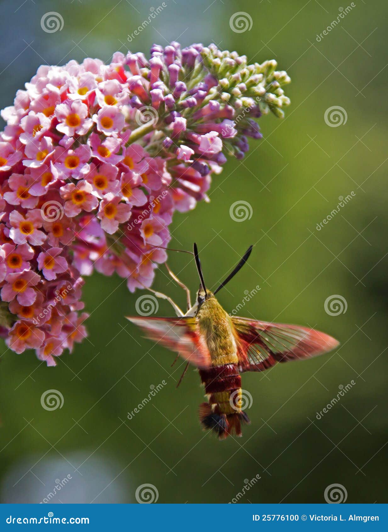 Hummingbird Moth stock photo. Image of legs, nectar, gold - 25776100