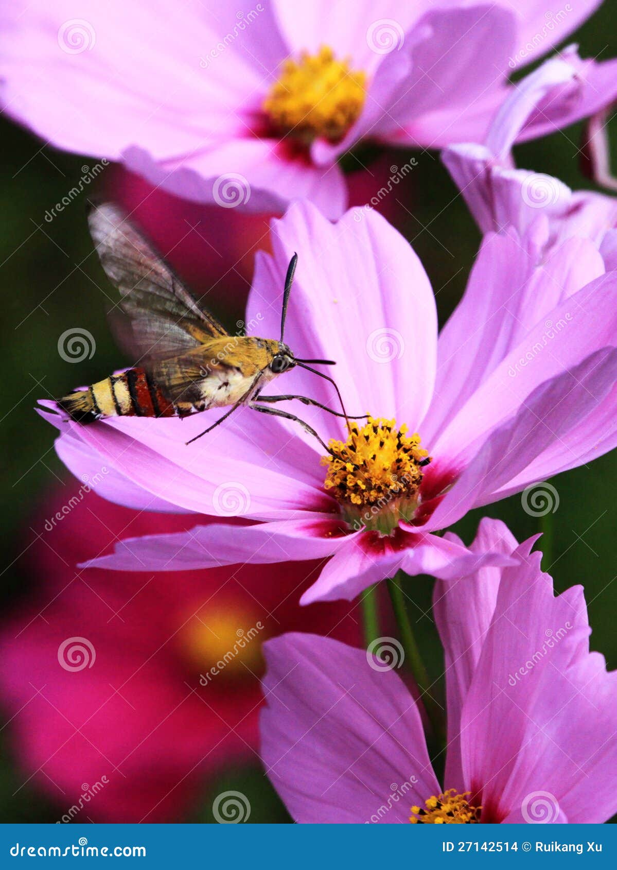 Hummingbird moth stock photo. Image of garden, hummingbird - 27142514